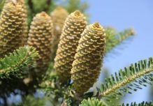 Bomen kopen? Bekijk ze hier! | Ten Hoven Bomen