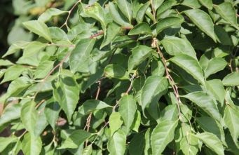 Divers assortiment treurvormen kopen