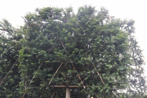 Taxus baccata, Taxus baccata kopen