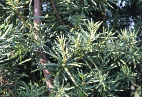 Taxus 'Hicksii', Taxus media 'Hicksii' kopen