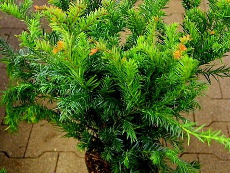Venijnboom, Taxus baccata 'Repandens' kopen