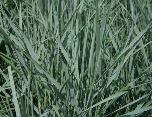 Vingergras 'Prairie Sky', Panicum virgatum 'Prairie Sky' kopen