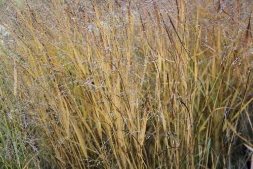 Vingergras 'Warrior', Panicum virgatum 'Warrior' kopen