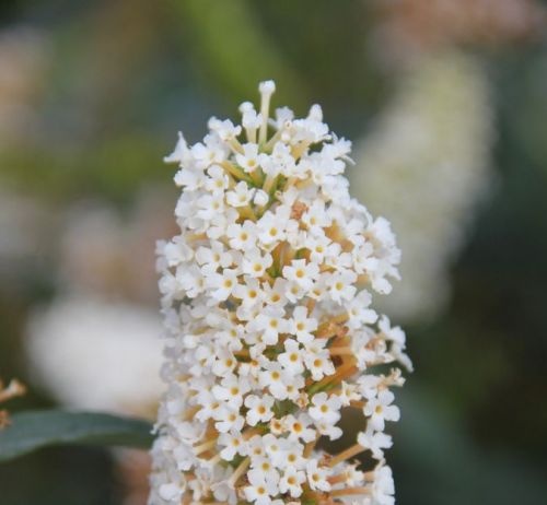 Vlinderstruik 'Buzz Ivory', Buddleja davidii 'Buzz Ivory' kopen