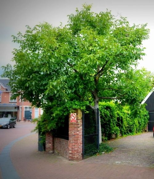 Walnoot 'Broadview', Juglans regia 'Broadview' kopen