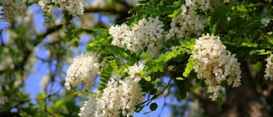 Wat zijn geurende bomen? | Ten Hoven Bomen