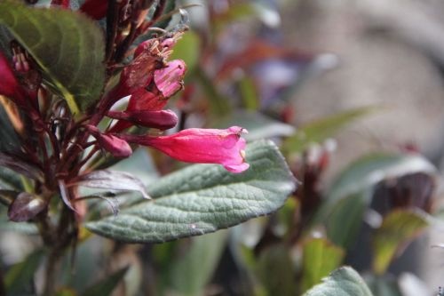Weigela 'Alexandra', Weigela florida 'Alexandra' kopen