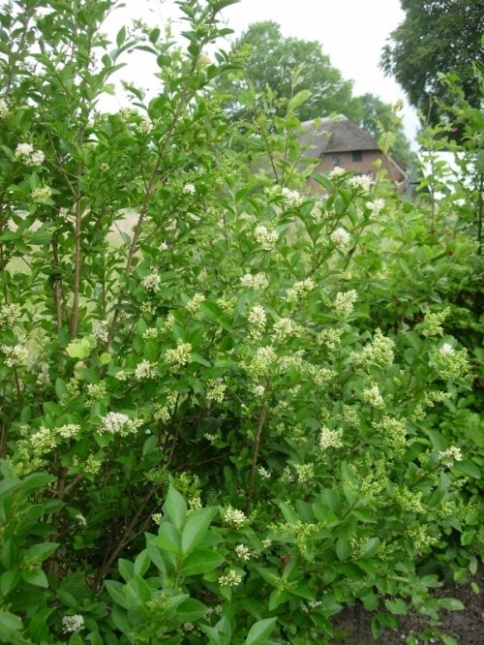 Wilde Liguster, Ligustrum vulgare kopen