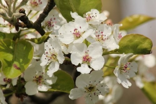 Wilde peer, Pyrus pyraster kopen
