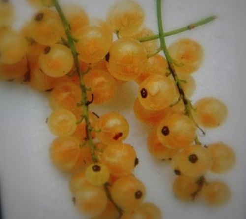 Witte bes 'Werdavia', Ribes rubrum 'Werdavia' kopen