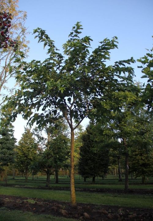 Witte Moerbei, Morus alba 'Macrophylla' kopen