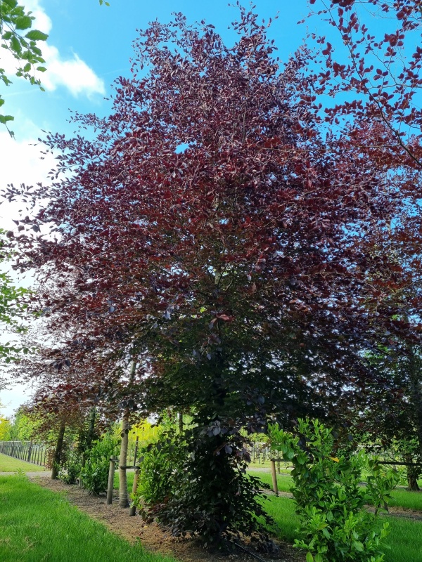 Fagus sylvatica 'Atropunicea' als solitaire beuk