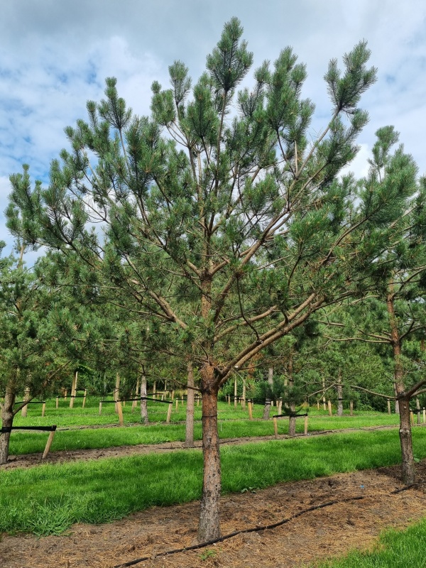 Grove Den, Pinus sylvestris kopen