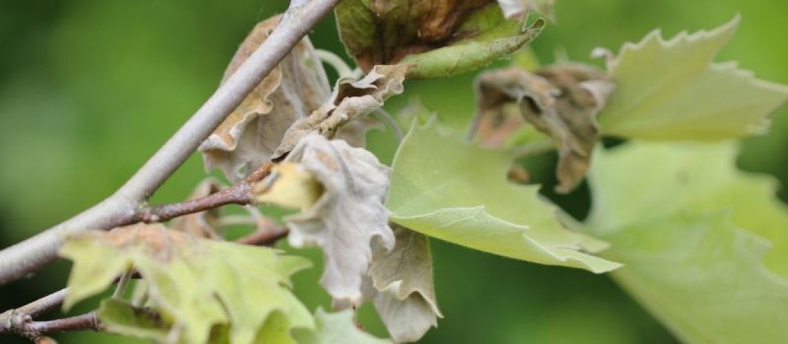 Ziektes, plagen en soort vervangers