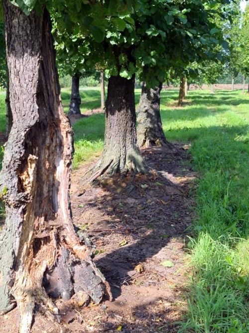 Zwarte Els, Alnus glutinosa kopen
