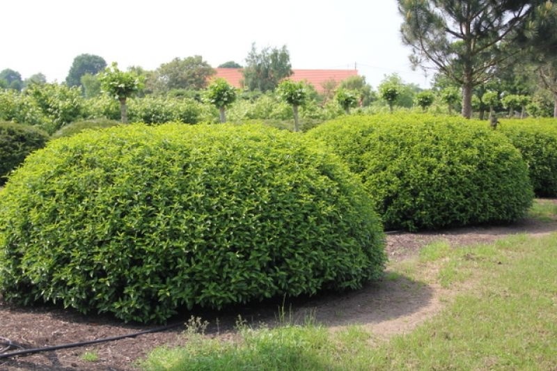 Portugese Laurierkers, Prunus lusitanica 'Angustifolia' kopen