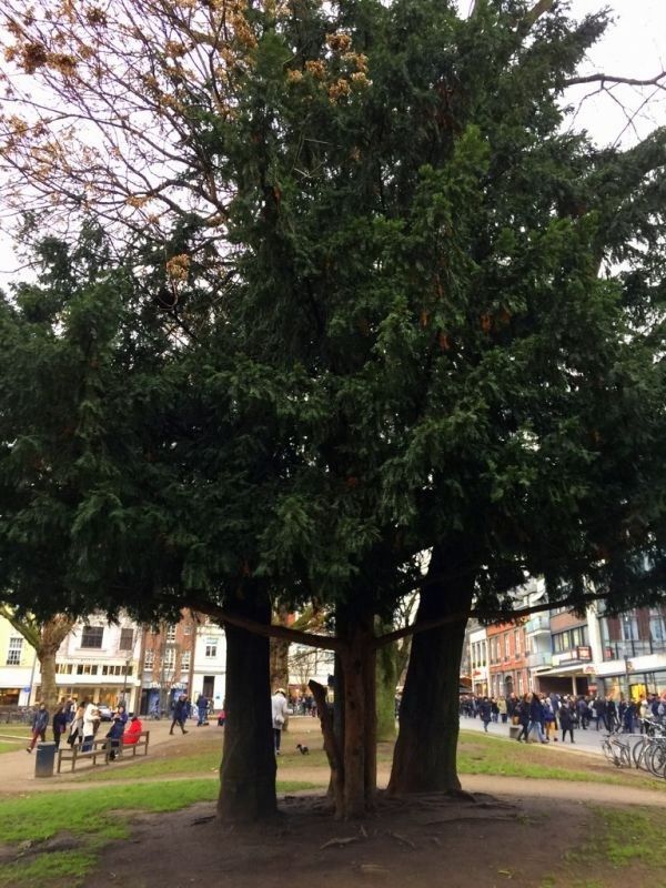 Venijnboom, Taxus baccata kopen