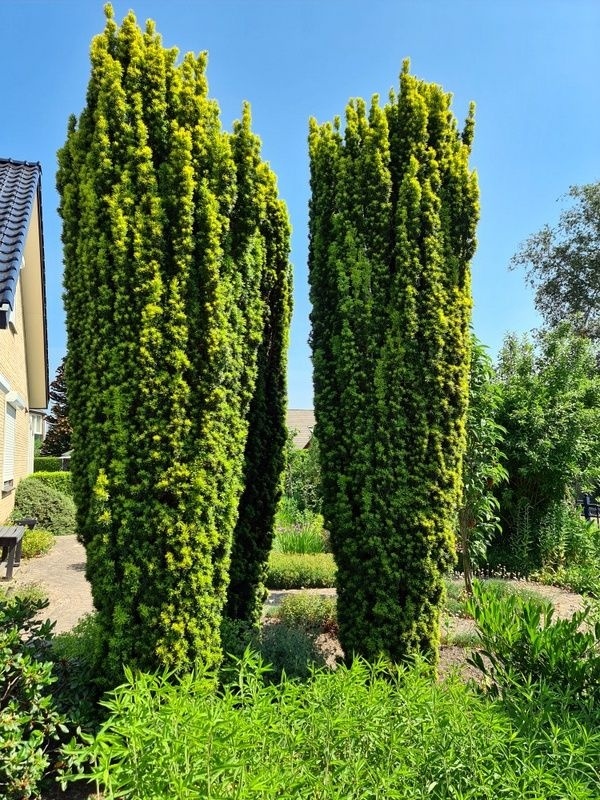 Ierse Taxus 'Fastigiata Aurea', Taxus baccata 'Fastigiata Aurea' kopen