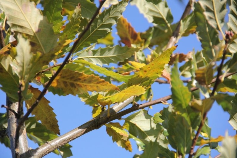 Kastanjebladige eik , Quercus castaneifolia 'Green Spire' kopen