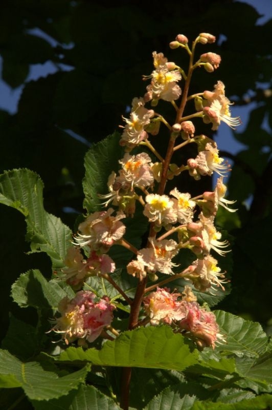 Kastanje, Aesculus pavia var. discolor kopen
