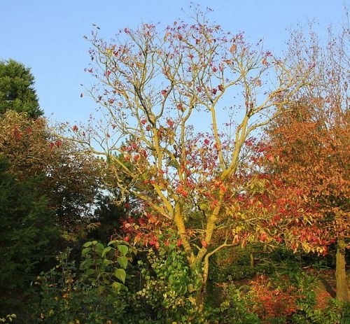 Kansenboom, Clerodendrum trichotomum kopen