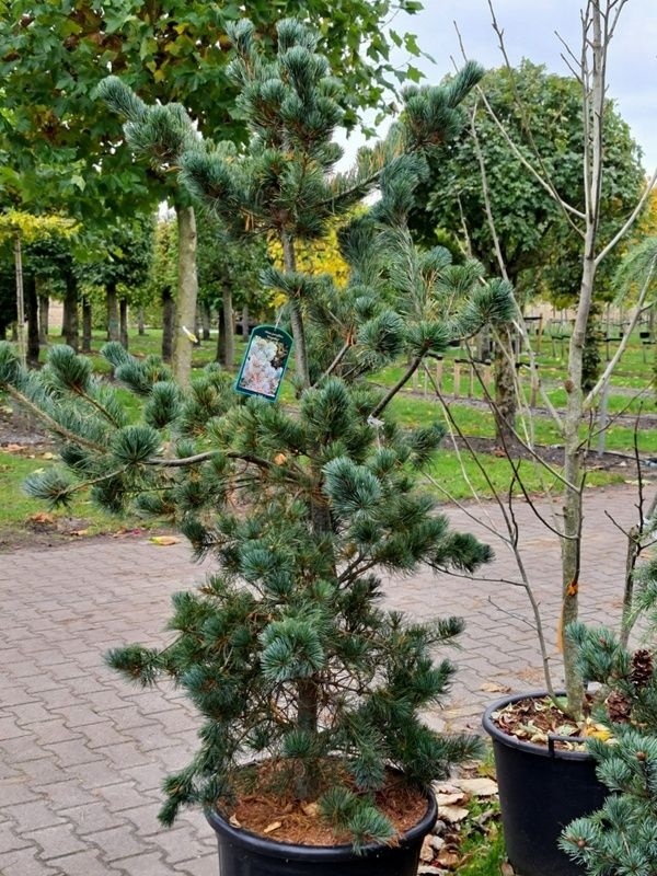 Japanse witte den 'Tempelhof', Pinus parviflora 'Tempelhof' kopen