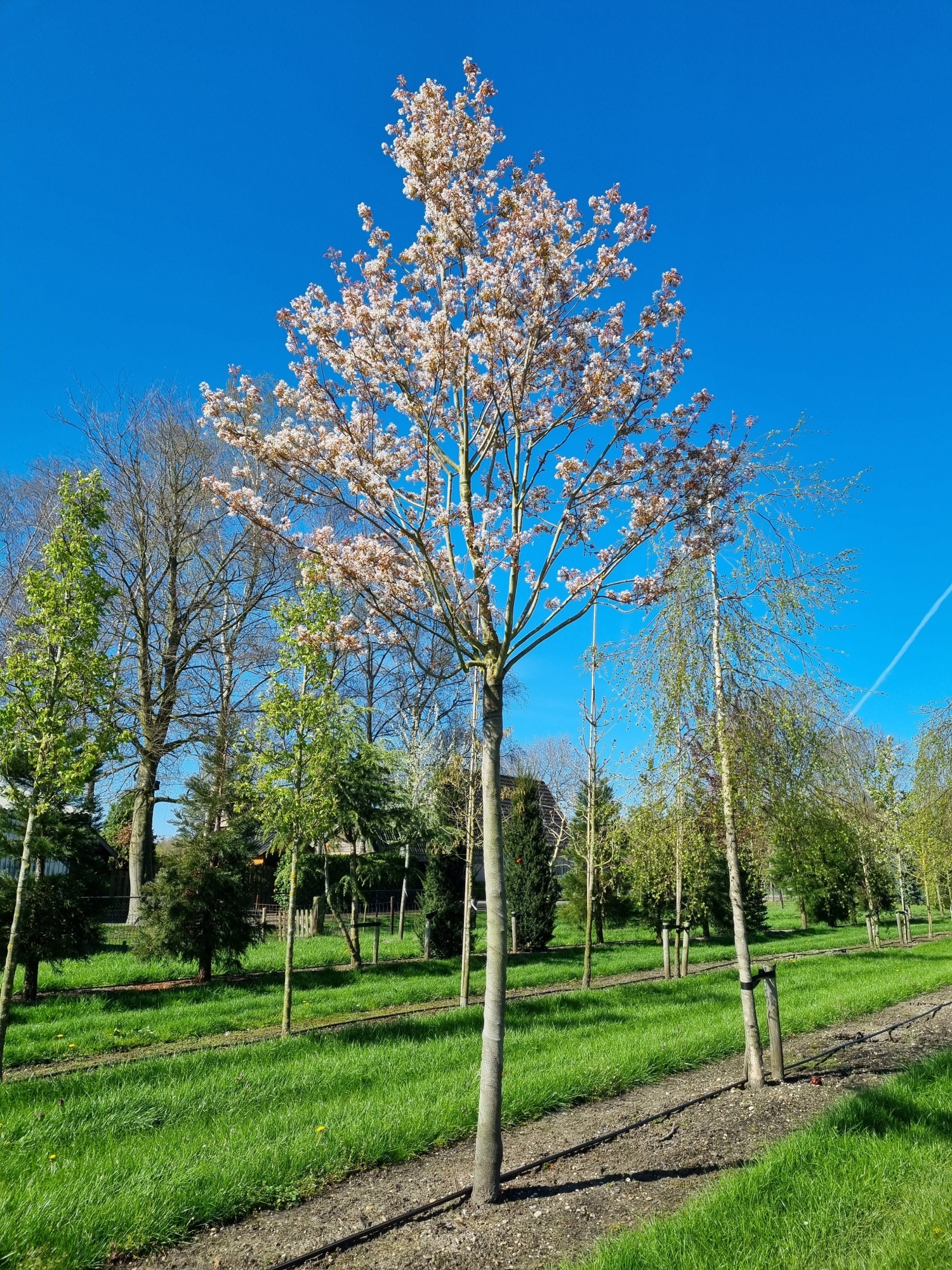 Een grote Amelanchier arborea 'Robin Hill' kopen?