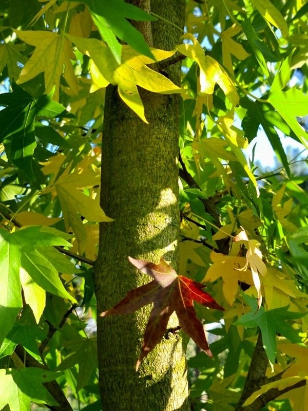Amberboom 'Worplesdon', Liquidambar styraciflua 'Worplesdon' kopen