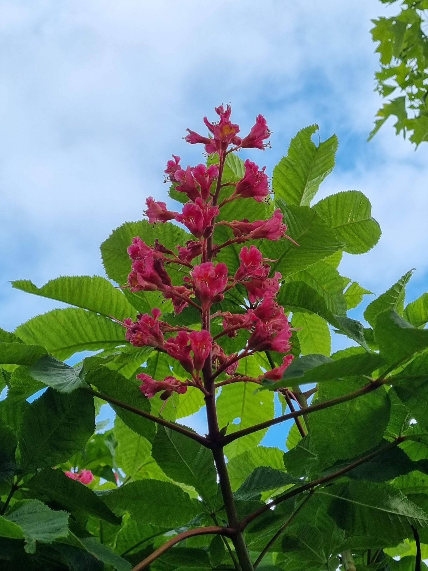 Een Aesculus x carnea 'Briotii' als meerstammige boom kopen?