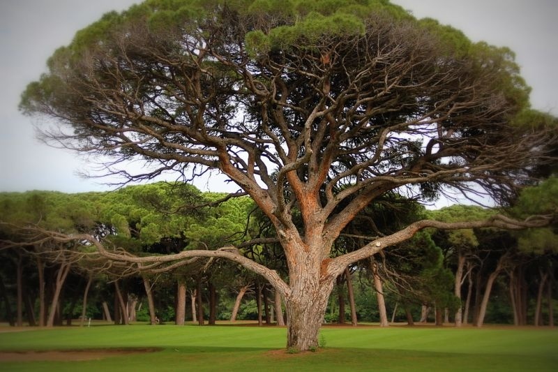 Parasolden, Pinus pinea kopen