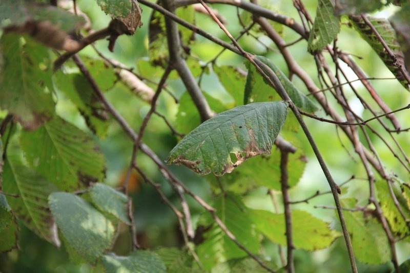 Prieel-iep, Ulmus 'Camperdownii' kopen