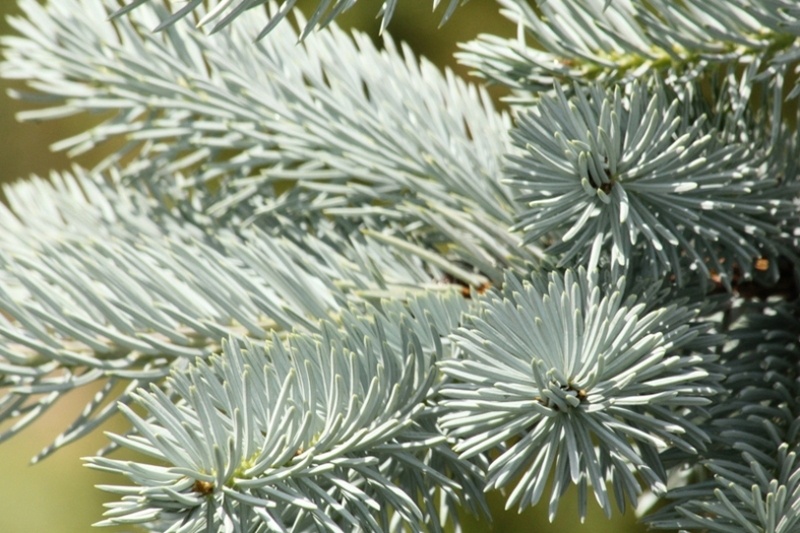 Blauwspar 'Koster', Picea pungens 'Koster' kopen