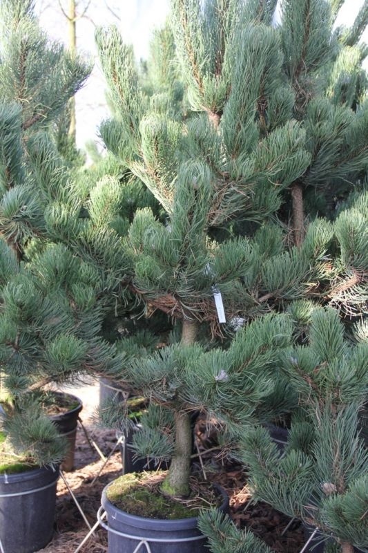 Oostenrijkse den 'Oregon Green', Pinus nigra 'Oregon Green' kopen
