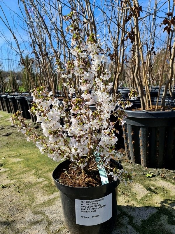Sierkers 'Brilliant', Prunus nipponica 'Brillant' kopen