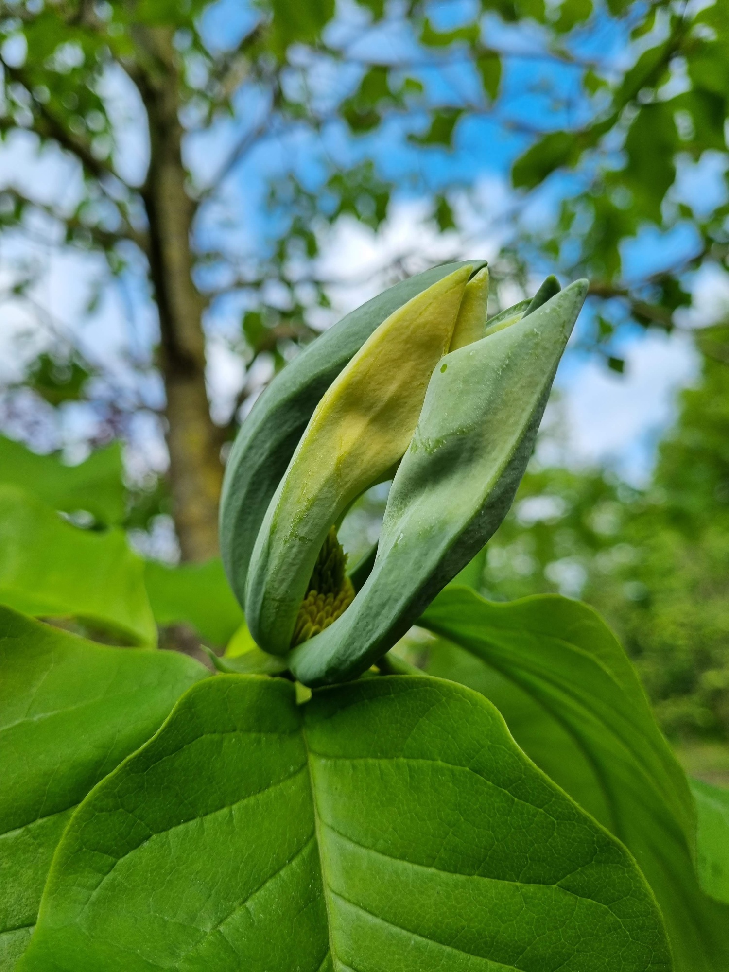 Magnolia Tripetala is een bijzondere bloesemboom