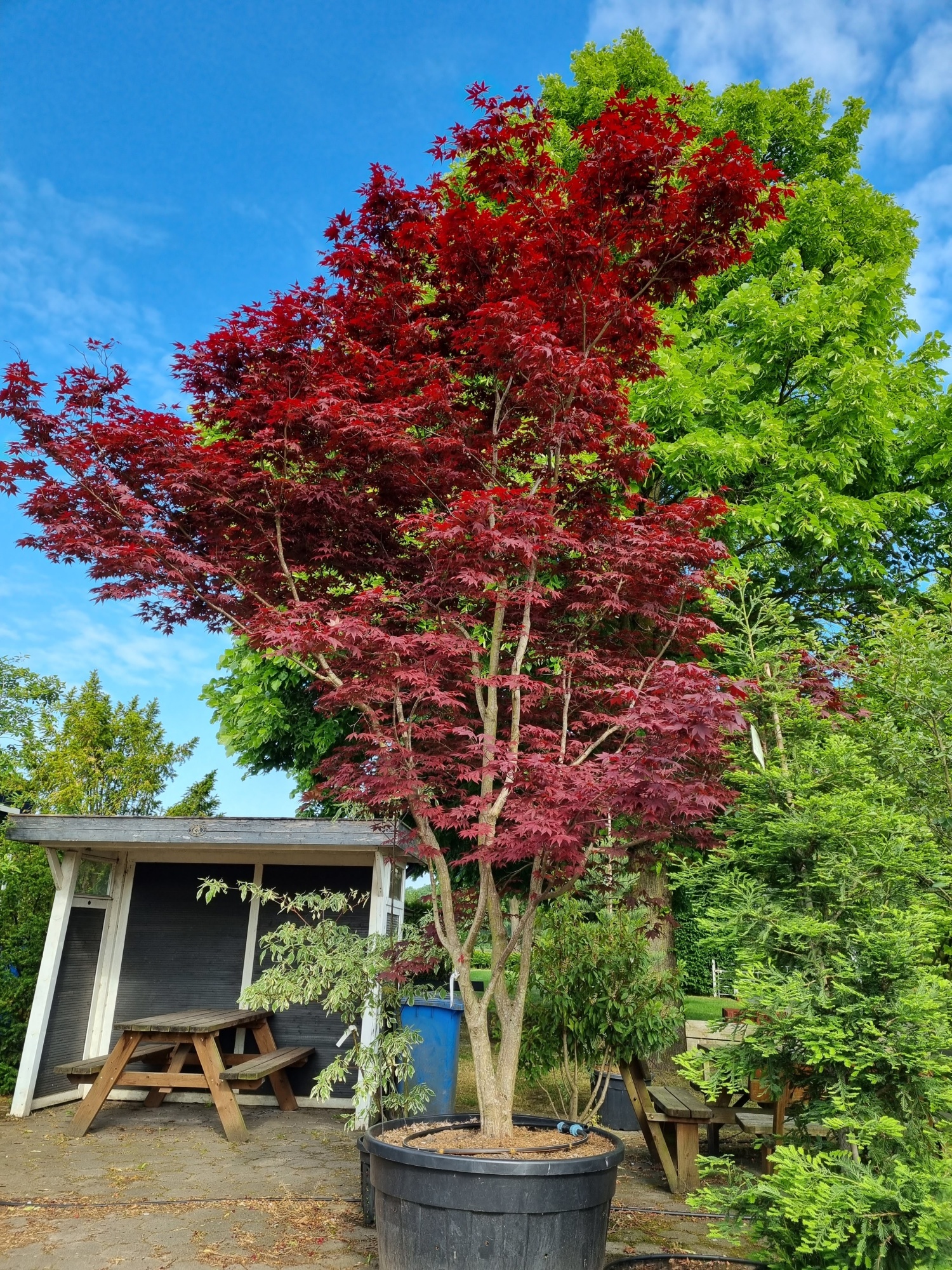 Japanse Esdoorn 'Bloodgood', Acer palmatum 'Bloodgood' kopen