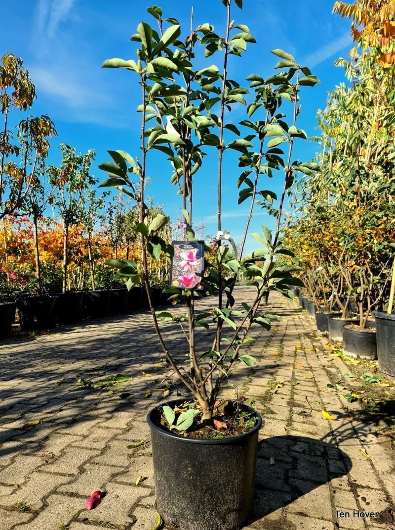 Magnolia 'Starburst', Magnolia 'Starburst' kopen