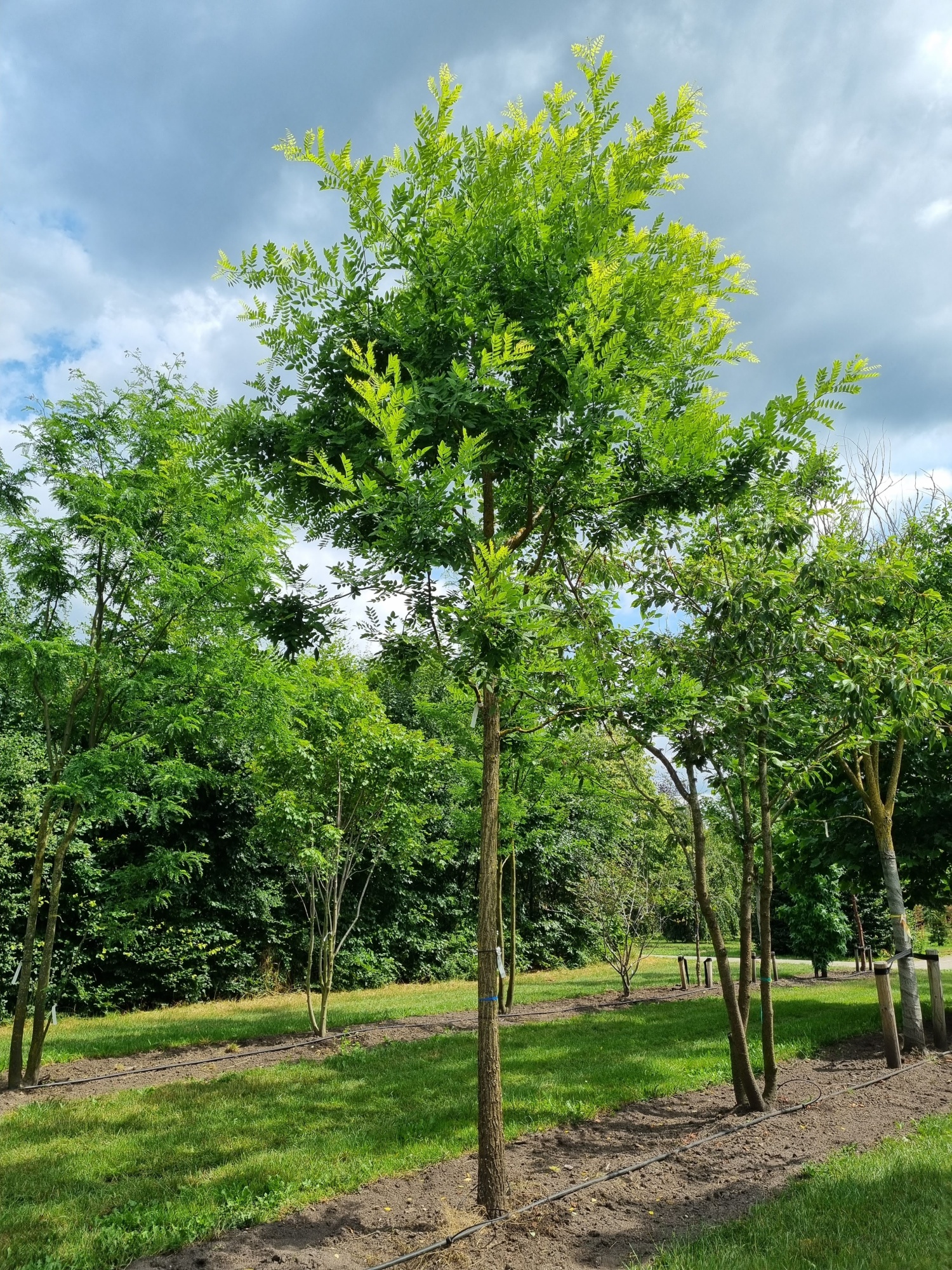 Honingboom, Sophora japonica (Styphnolobium japonicum) kopen