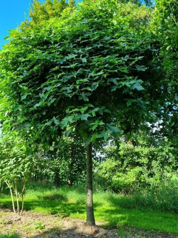 Liquidambar styraciflua 'Gum Ball' is een bolvormige amberboom