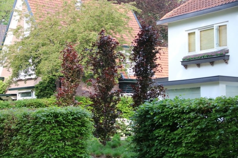 Paarse Beuk, Fagus sylvatica 'Dawyck Purple' kopen