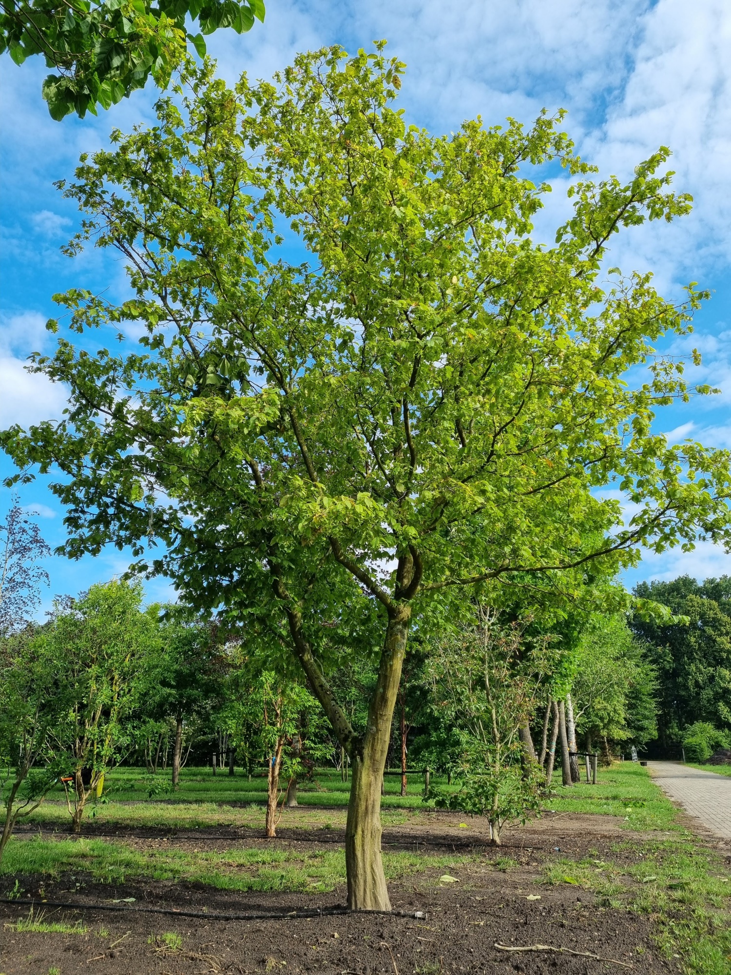 Haagbeuk, Carpinus betulus kopen