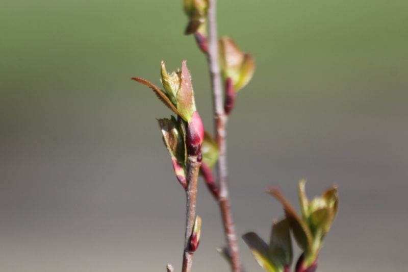 Appelbes 'Hugin', Aronia melanocarpa 'Hugin' kopen