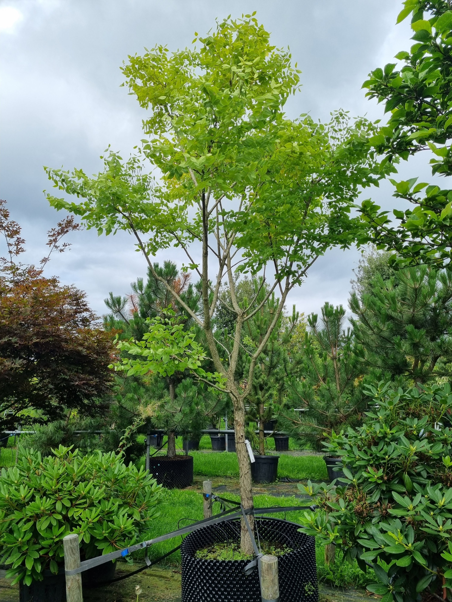 Gymnocladus dioica als bijzondere hoogstamboom in airpot