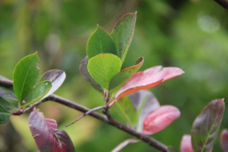 Appelbes 'Hugin', Aronia melanocarpa 'Hugin' kopen
