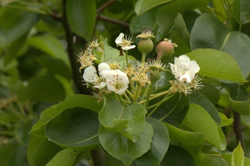 Peer ras onbekend, Pyrus communis cv kopen