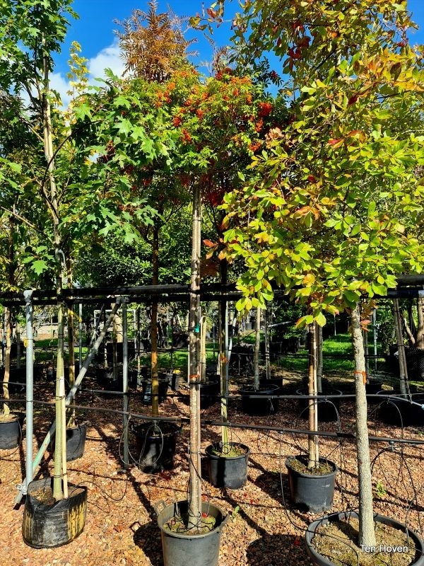 Lijsterbes 'Fireball', Sorbus commixta 'Fireball' kopen