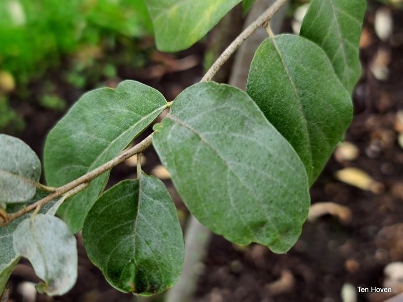 Olijfwilg, Elaeagnus commutata 'Zempin' kopen