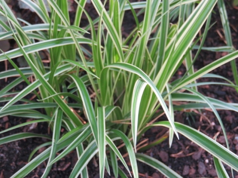 Japanse zegge 'Variegata', Carex morrowii 'Variegata' kopen