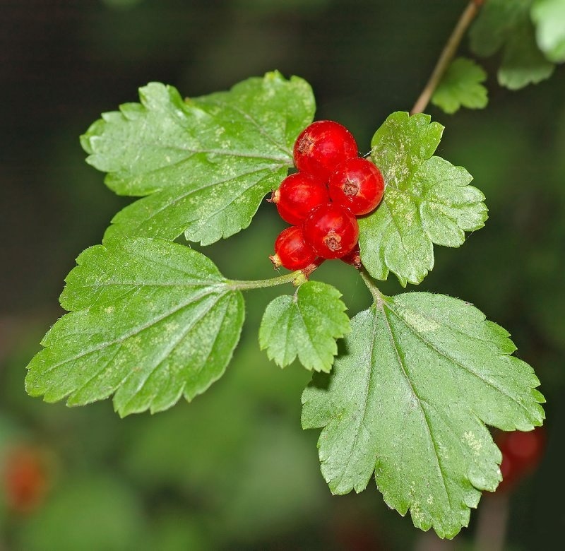 Alpenbes, Ribes alpinum kopen