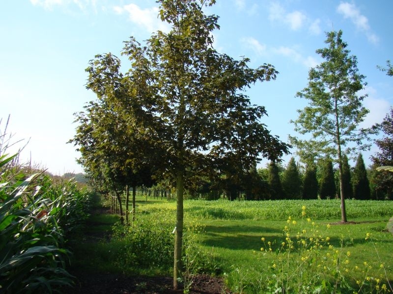 Gewone Esdoorn, spil, Acer pseudoplatanus kopen